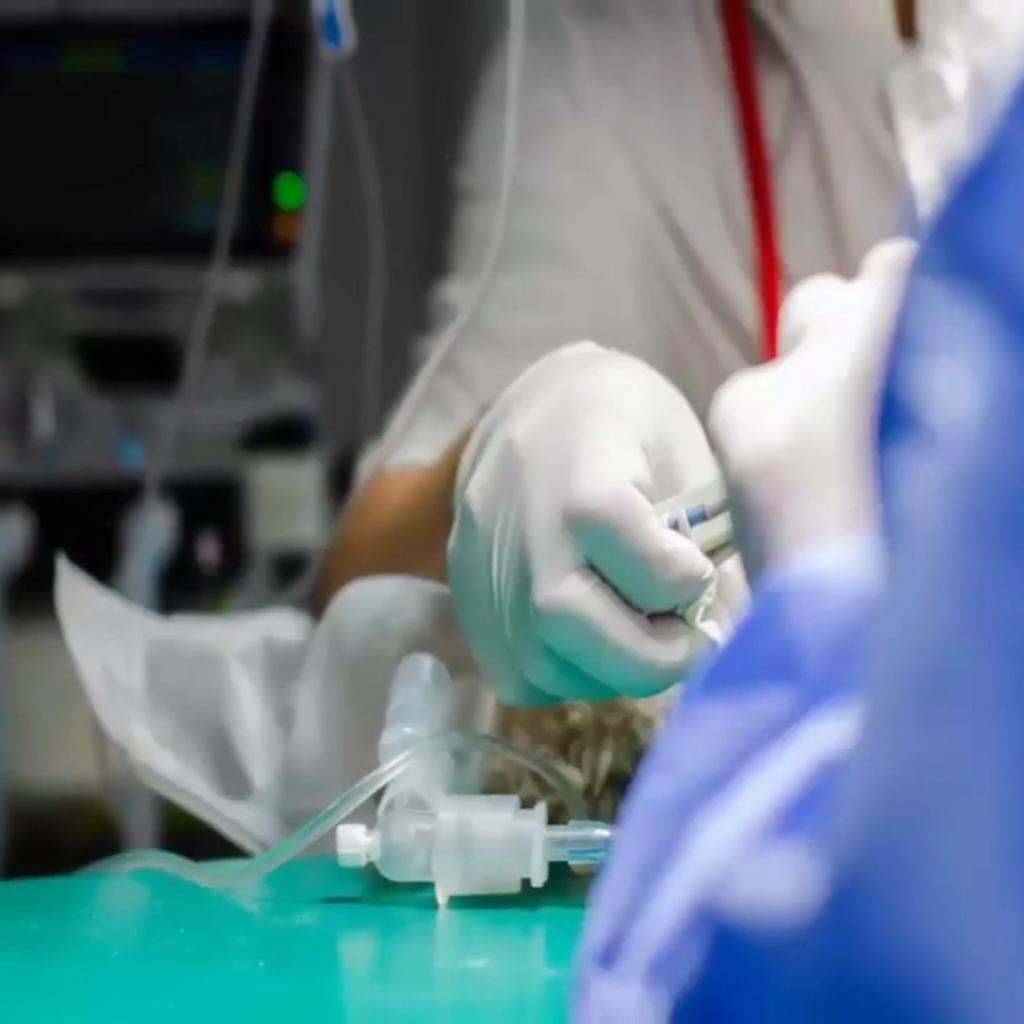 Clínica Veterinaria Seres – Cirugía general & traumatología de alta ...